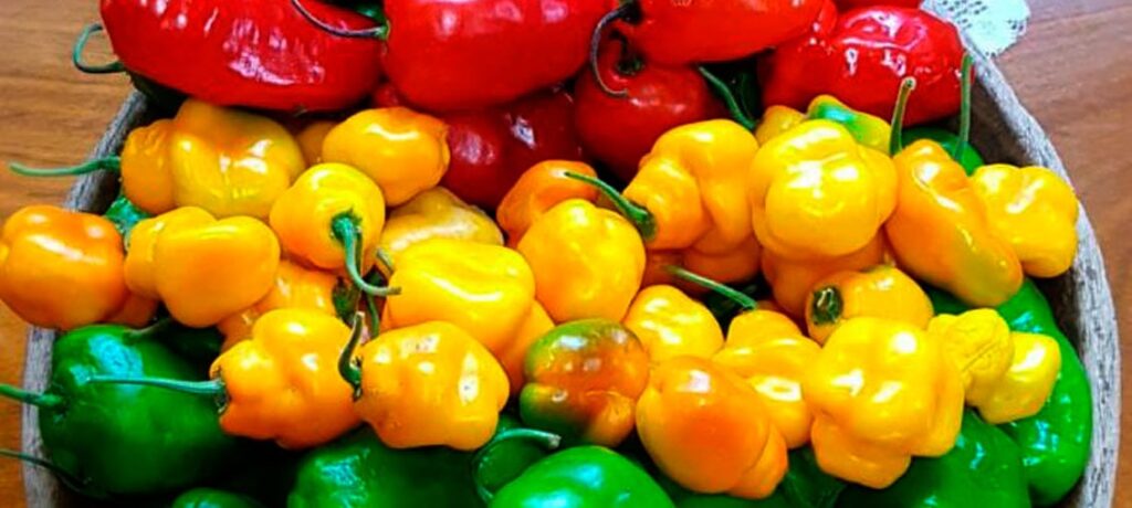 Beneficios del Locoto - Salud y Bienestar Bagó